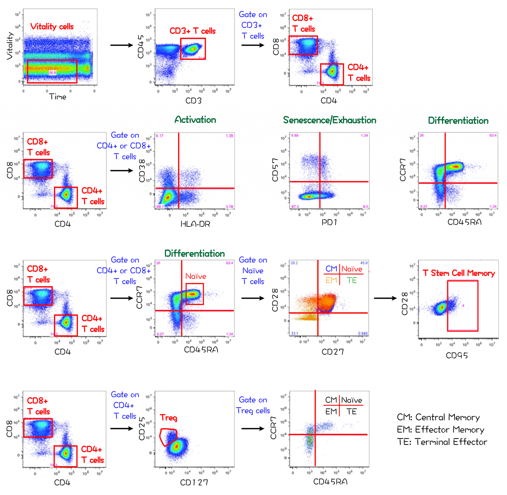 [Flow cytometry] T cell phenotypes（T cells subsets）gating strategy ...